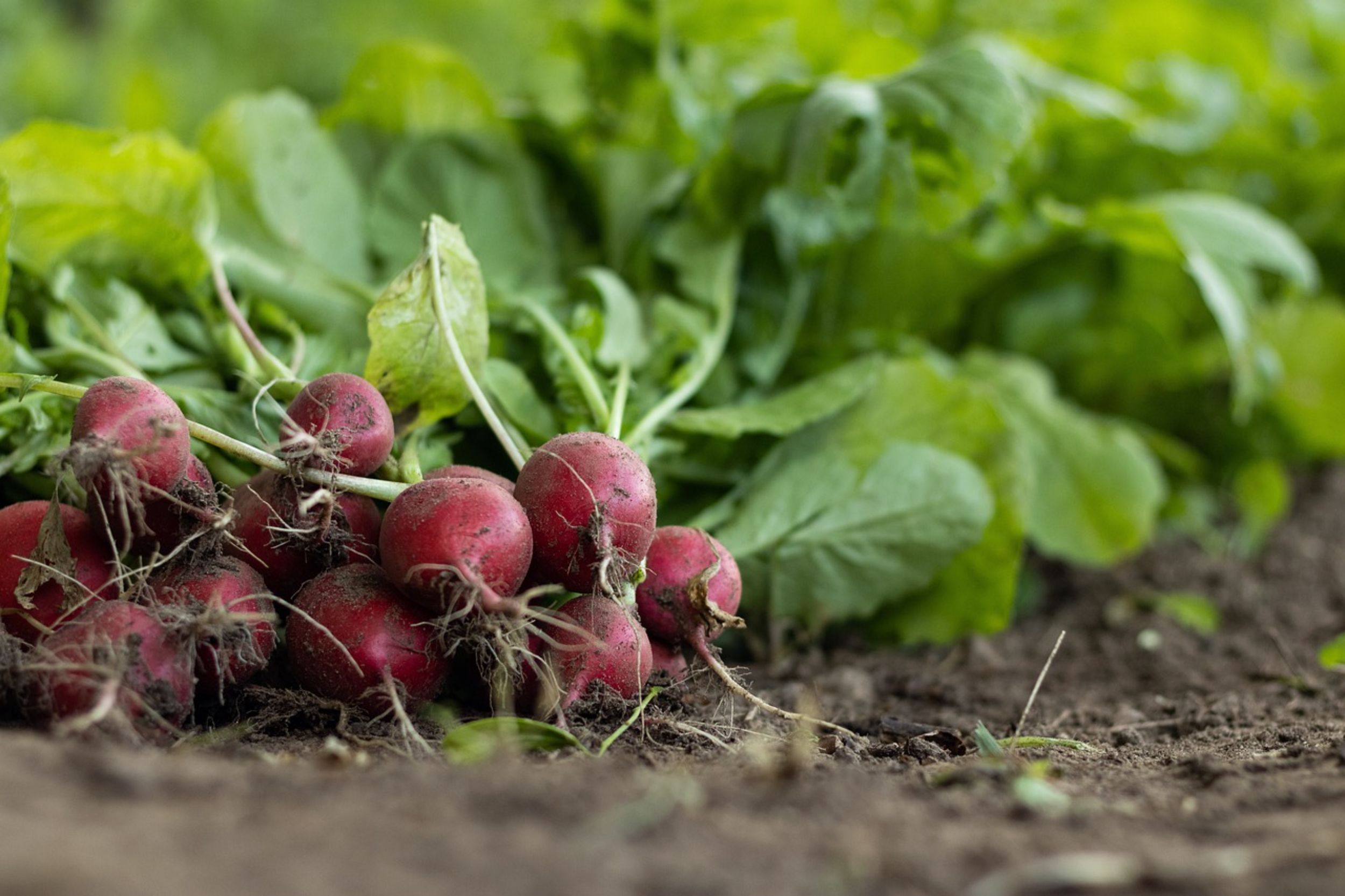 Agriculture Department | University of Belize
